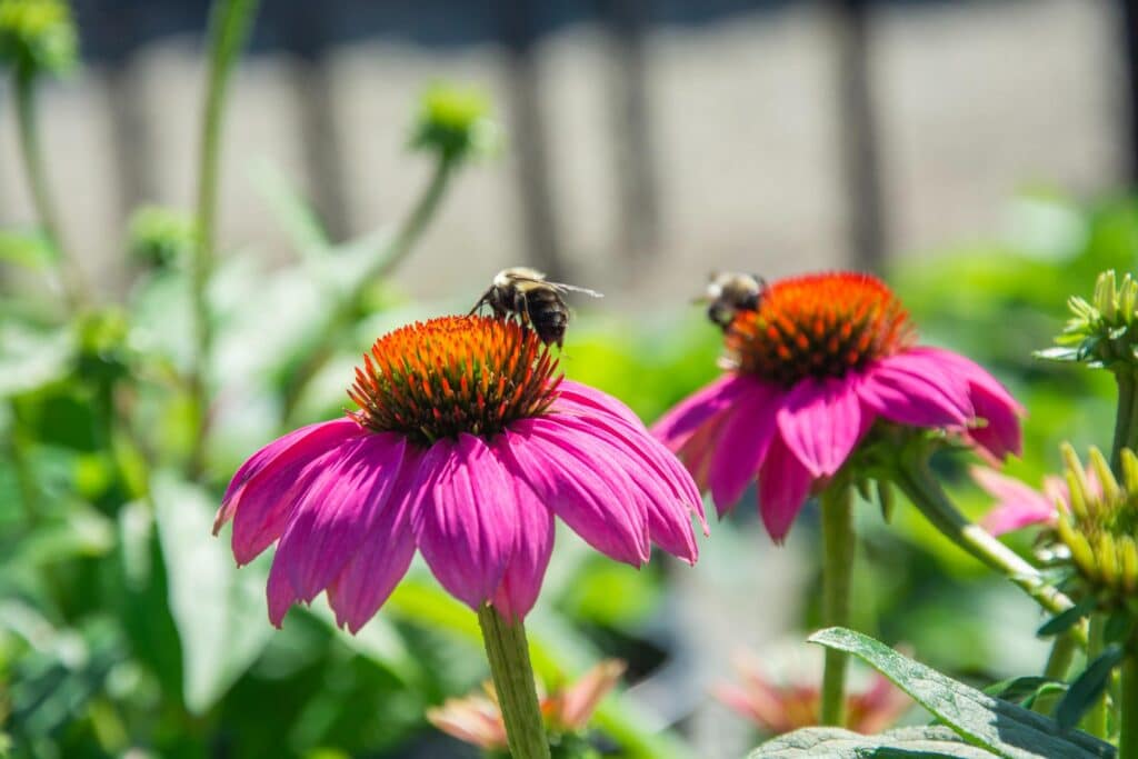 Five Tips on Welcoming Bees and Butterflies to Your Property - 365 ...